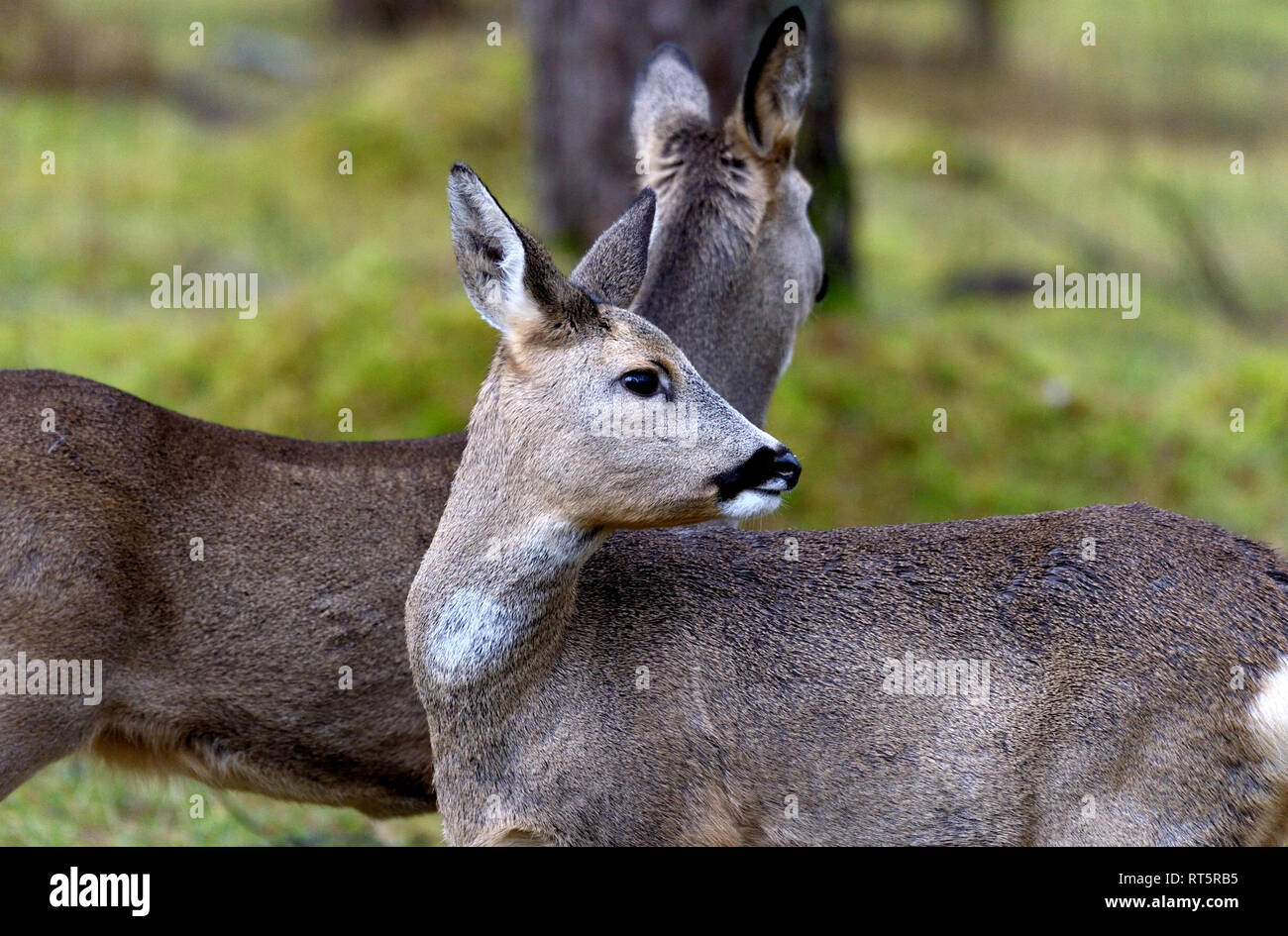 Roe deer, roe deer, forest roe deer, Capreolus capreolus, roe deer ...