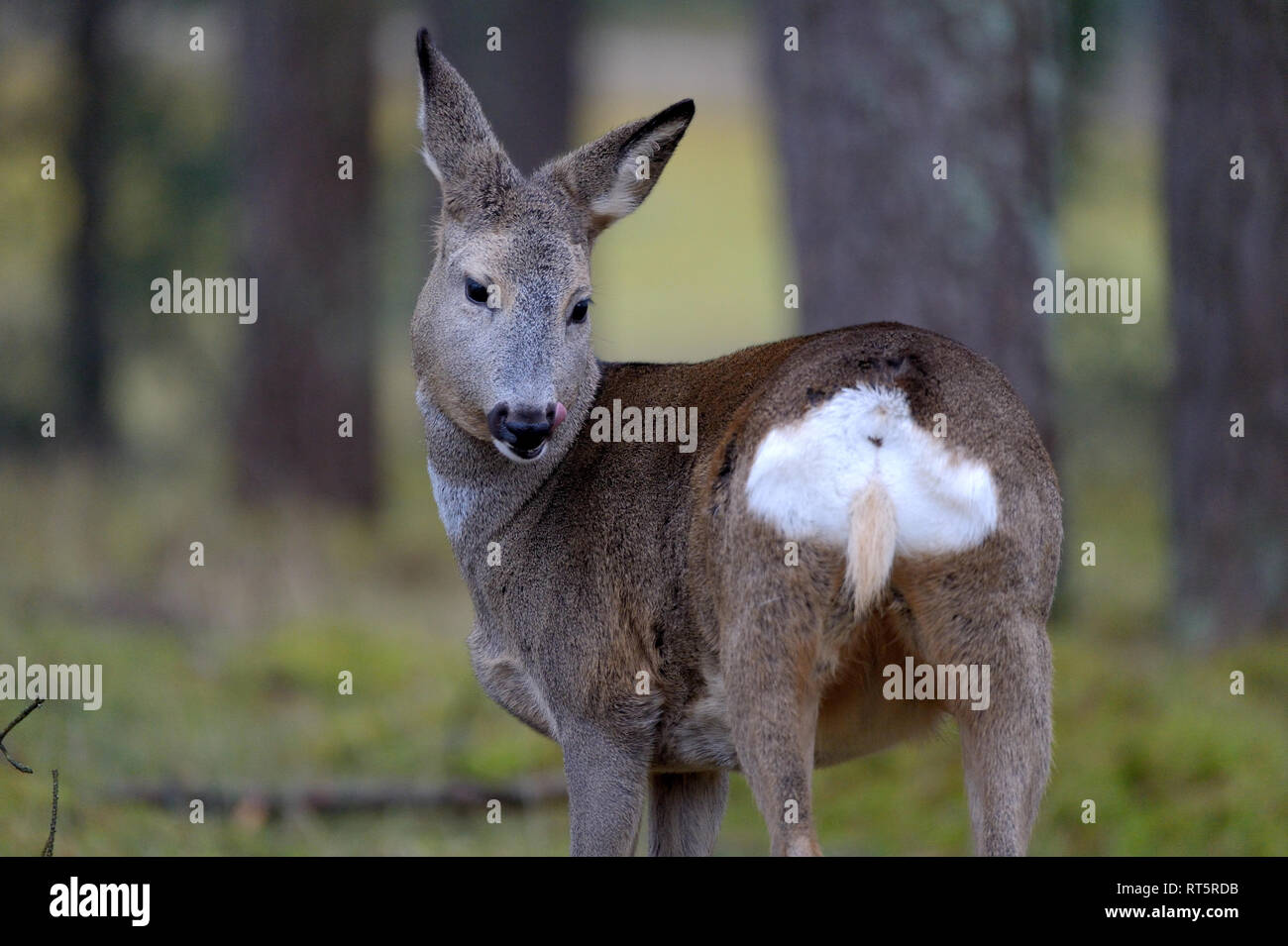 Roe deer, roe deer, forest roe deer, Capreolus capreolus, roe deer ...