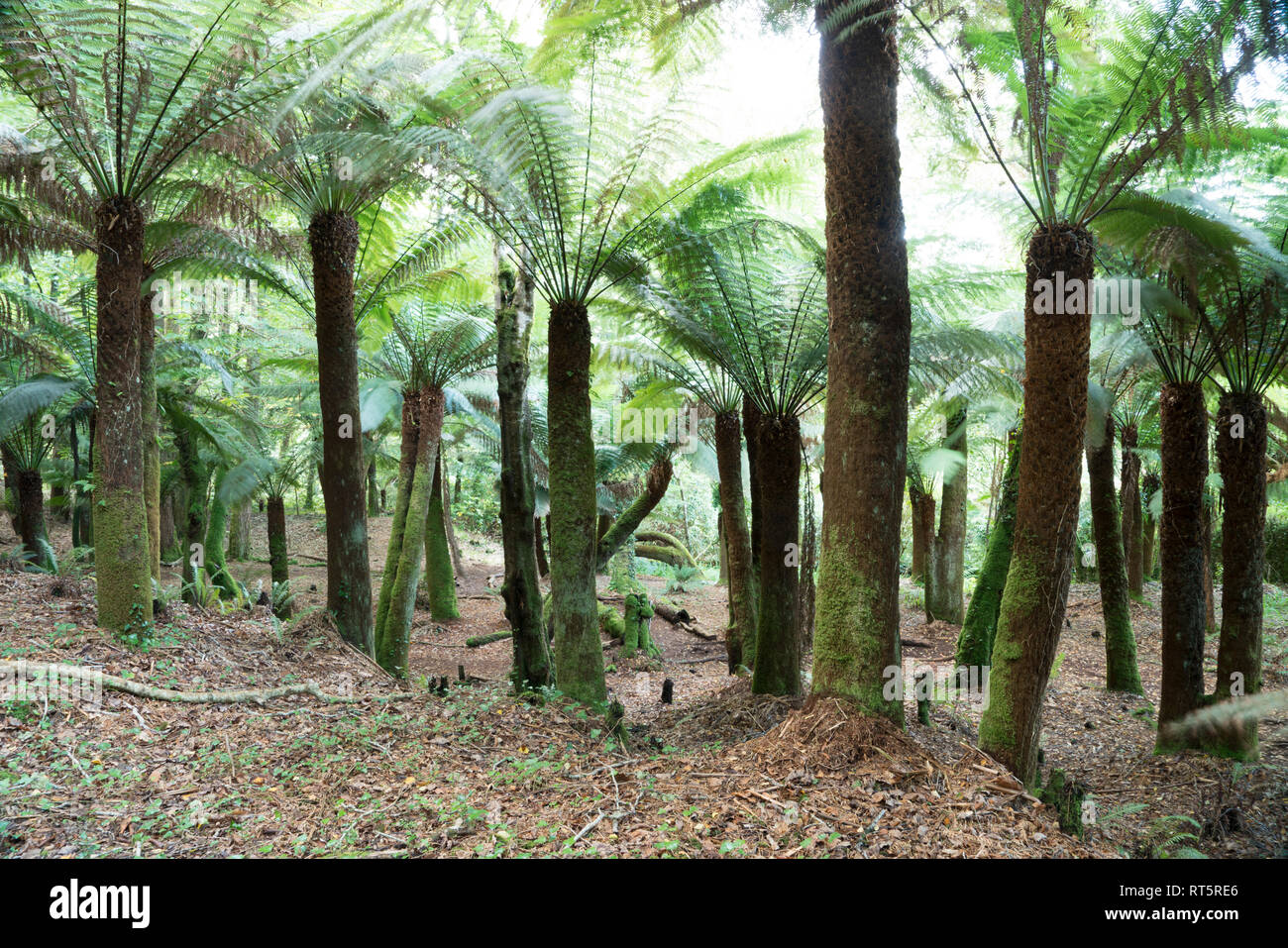 Arborescent Ferns, Kells Bay Gardens, Ring of Kerry, Iveragh Peninsula ...