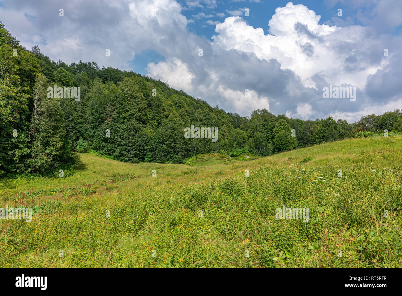 Edge of a green forest with a bright blue sky after Stock Photo - Alamy