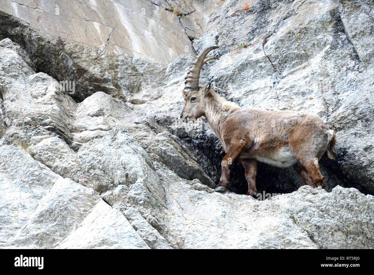 Capricorn, mountain goat, cloven-hoofed animal, ruminant, horn-rimmed ...