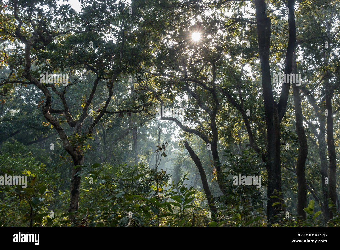 Rays of sunlight filter through the forest in Chitwan National Park ...