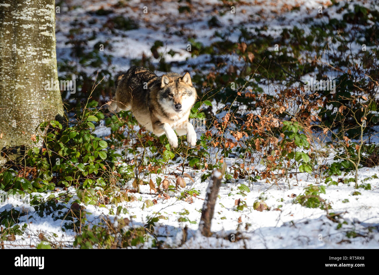 Canine, Canis lupus, European wolf, frost, grey wolf, doggy, Isegrimm ...