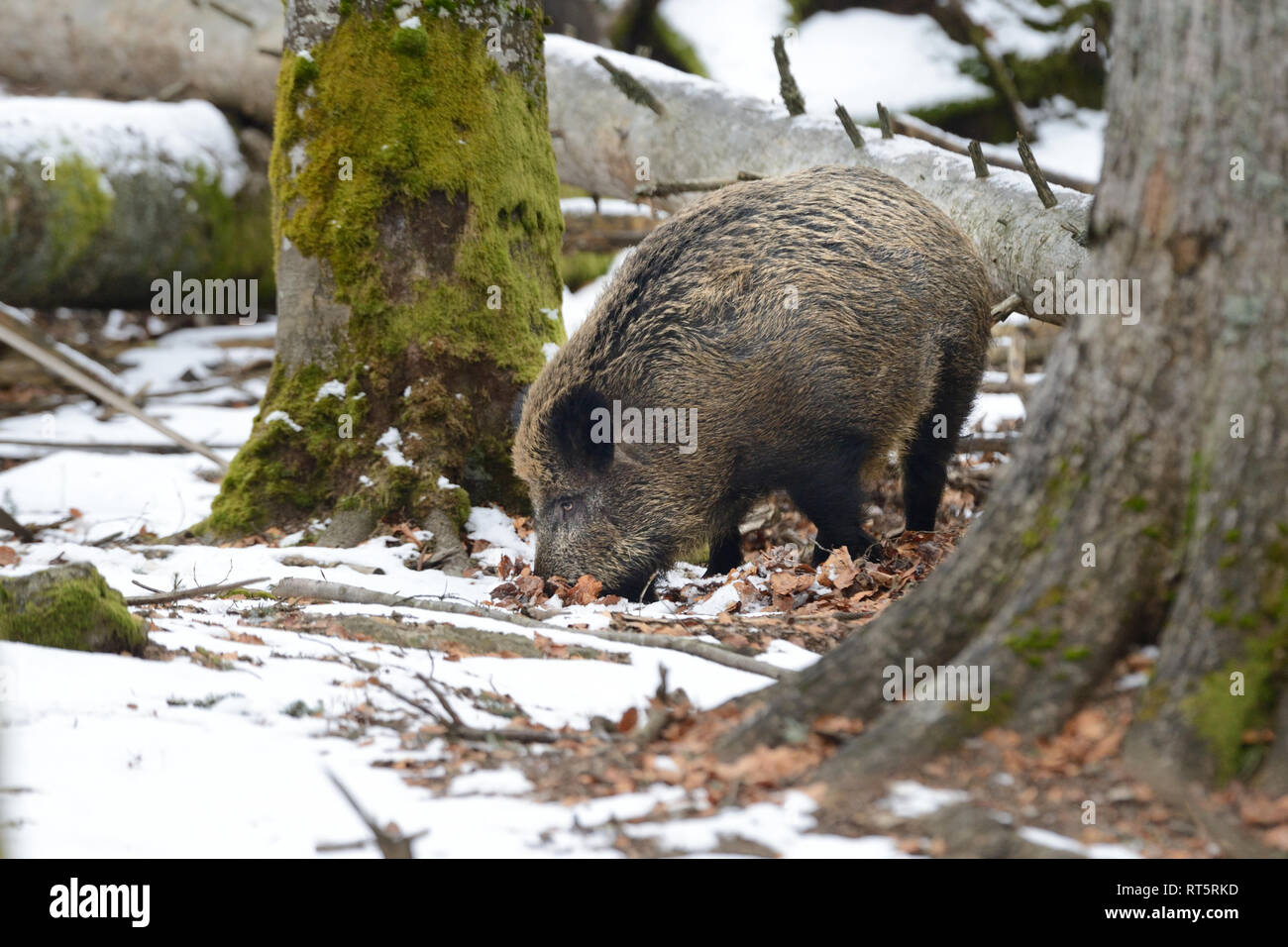 Pigs, real pigs, cloven-hoofed animals, sow, making a mess, making a ...