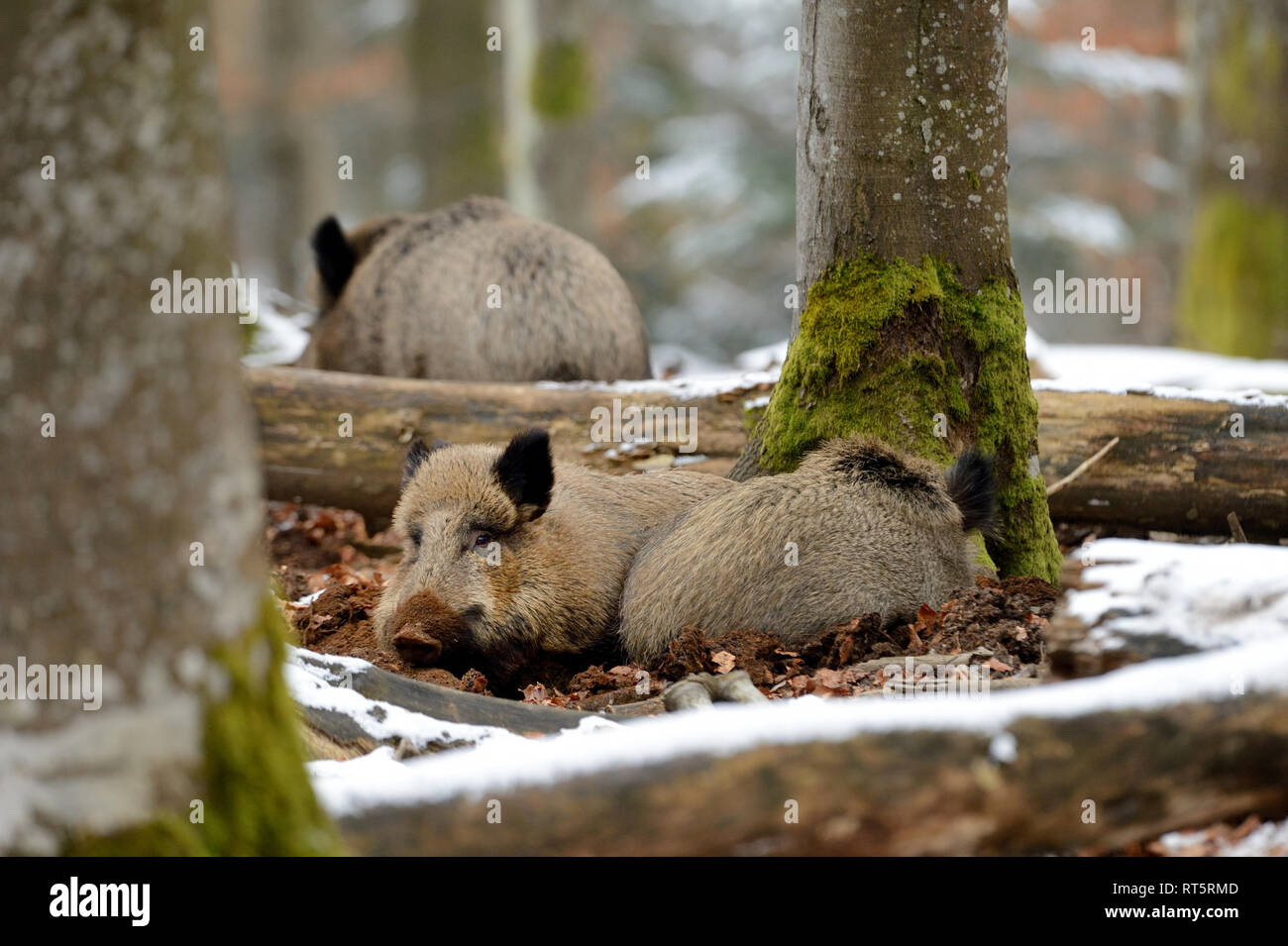 Pigs, real pigs, cloven-hoofed animals, sow, making a mess, making a ...