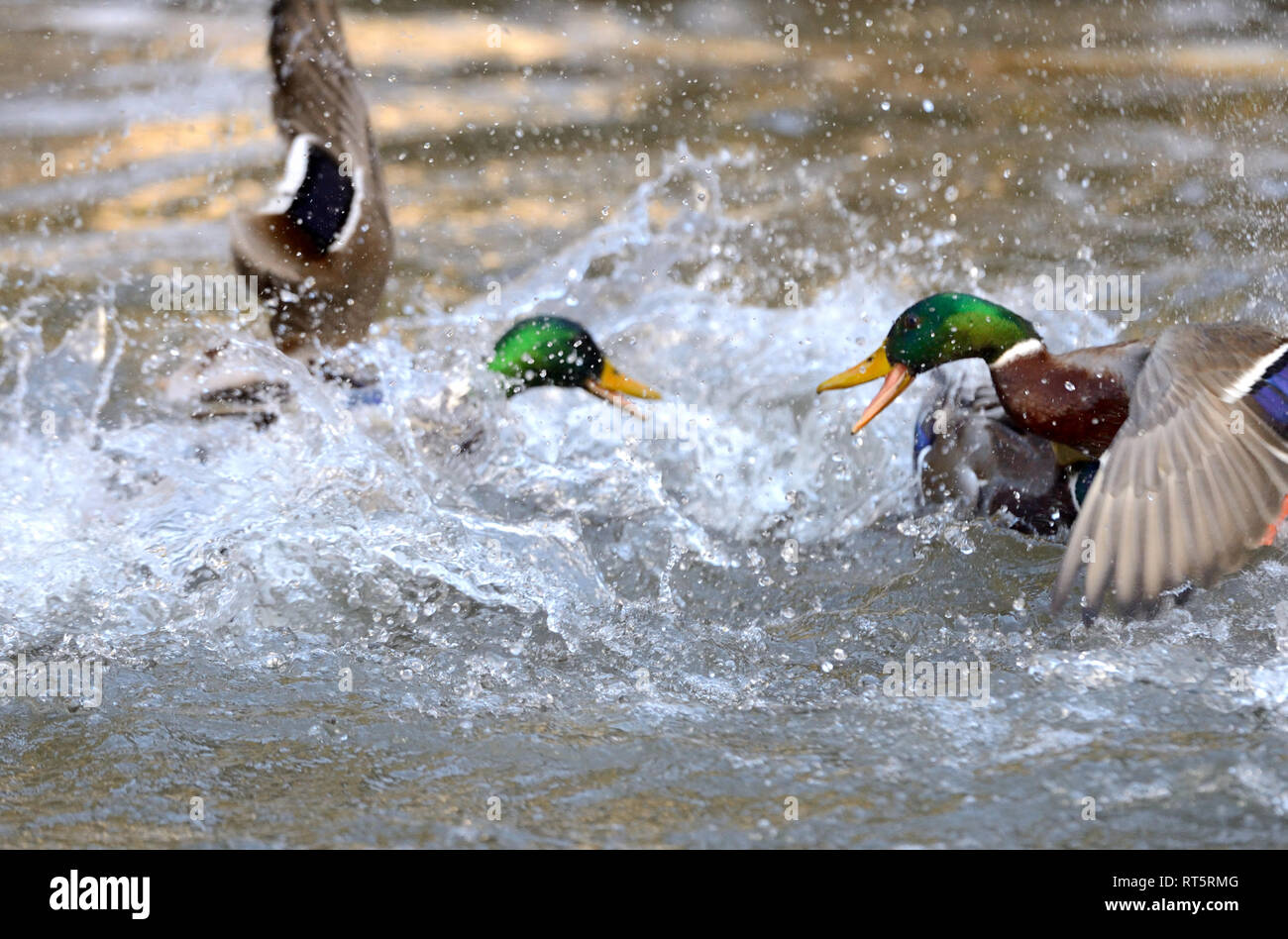 Mating season of mallards hi-res stock photography and images - Alamy