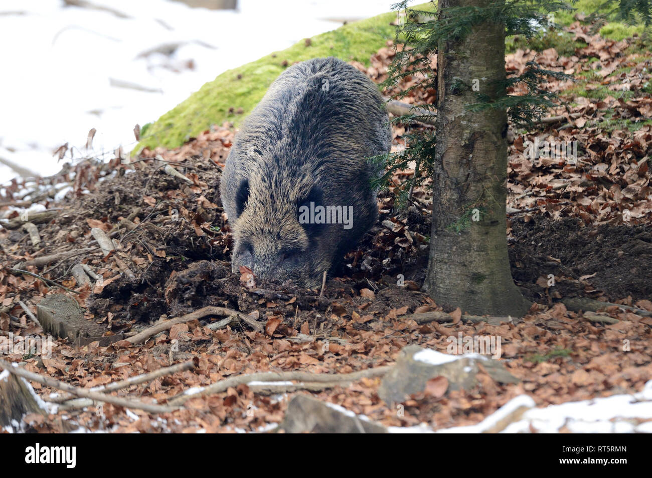 Pigs, real pigs, cloven-hoofed animals, sow, making a mess, making a ...