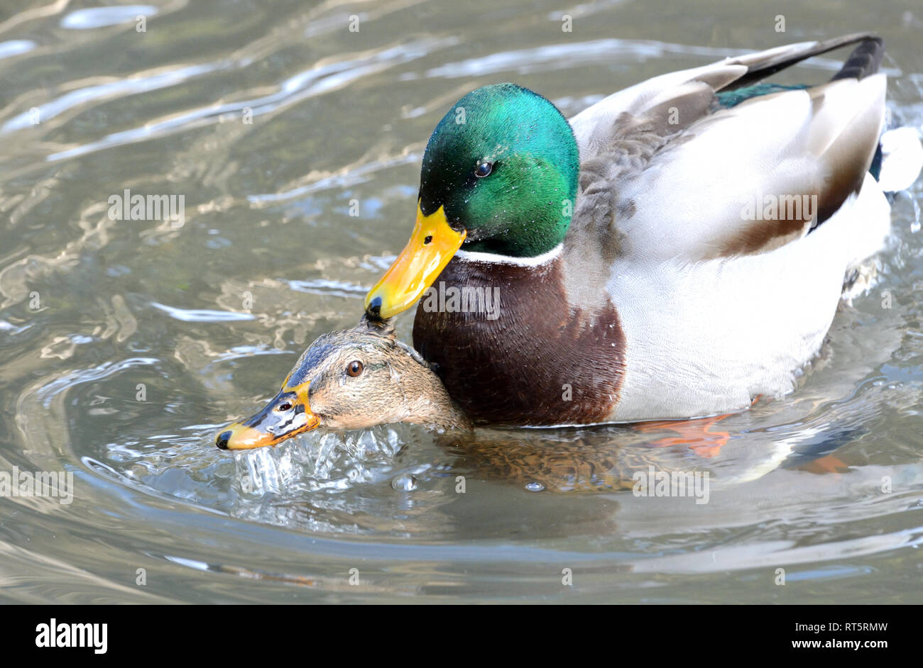 Mating season of mallards hi-res stock photography and images - Alamy