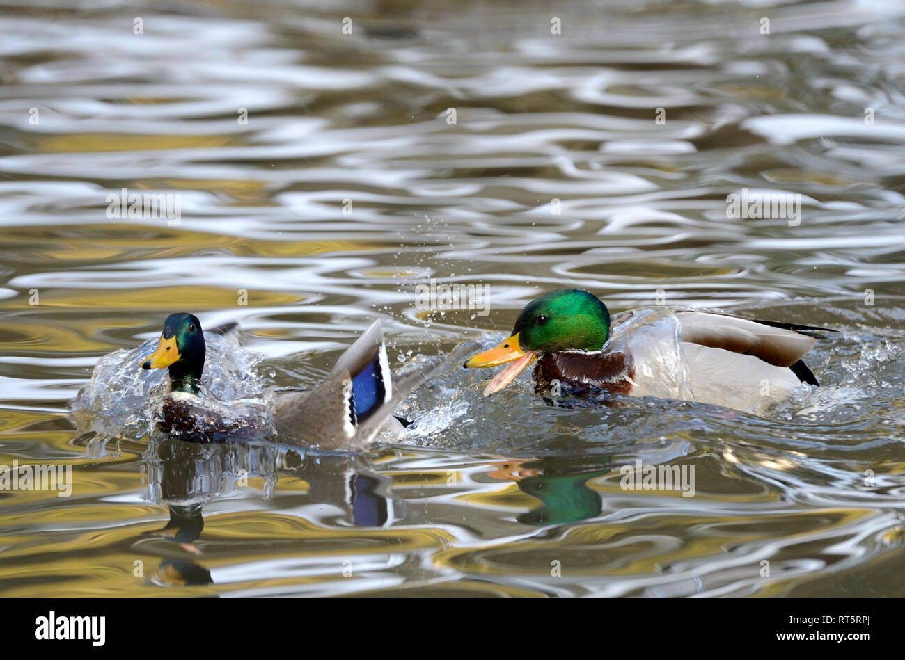 Mating season of mallards hi-res stock photography and images - Alamy