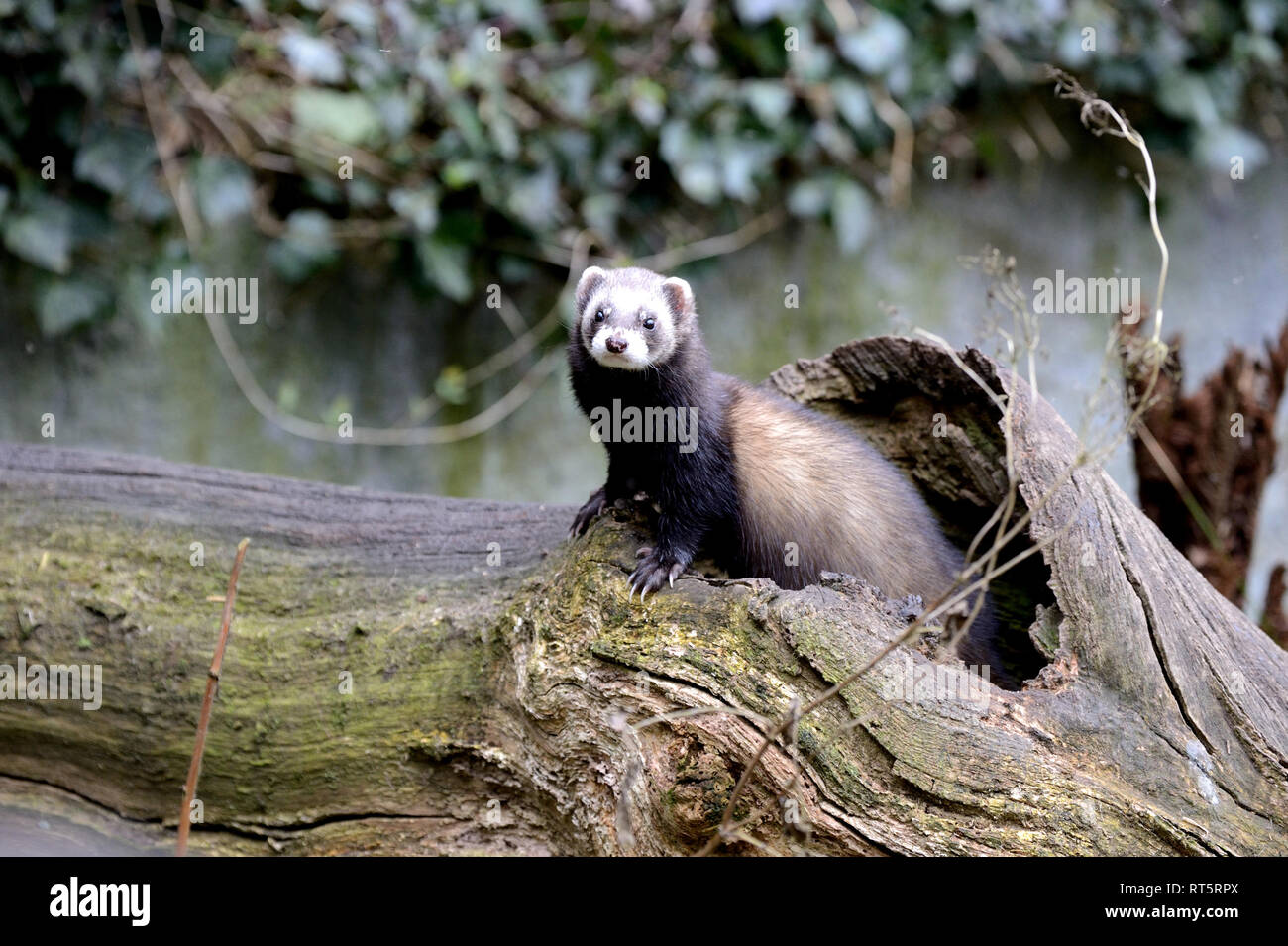 Local mu hi-res stock photography and images - Alamy