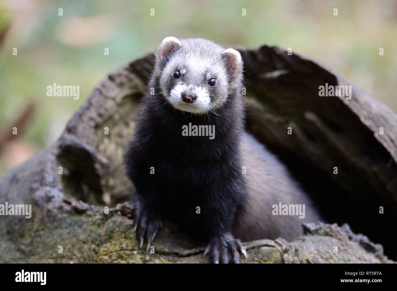 Local mu hi-res stock photography and images - Alamy
