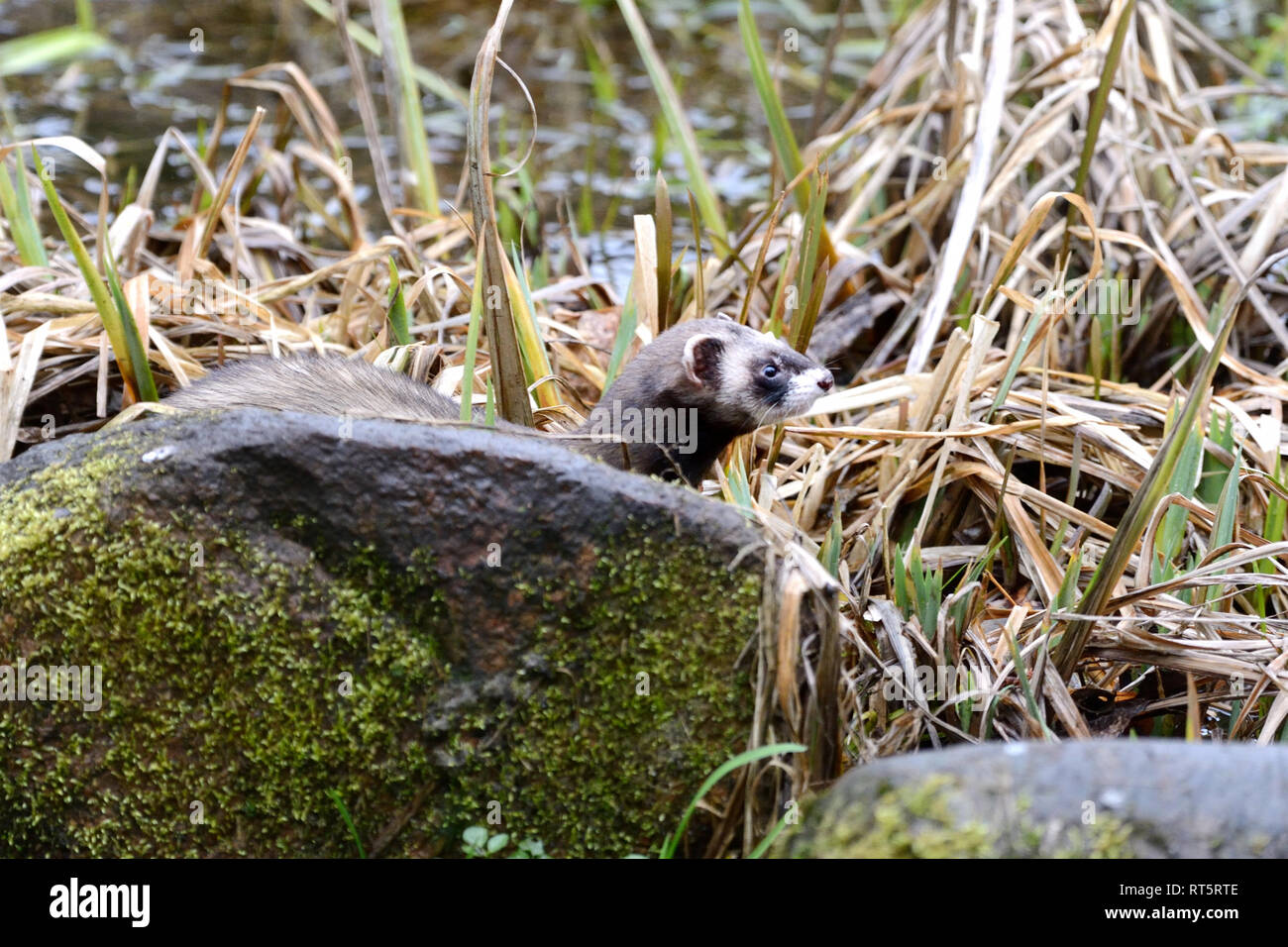 Noble fur, local predator, European polecat, Quickly, Secretly, polecat ...