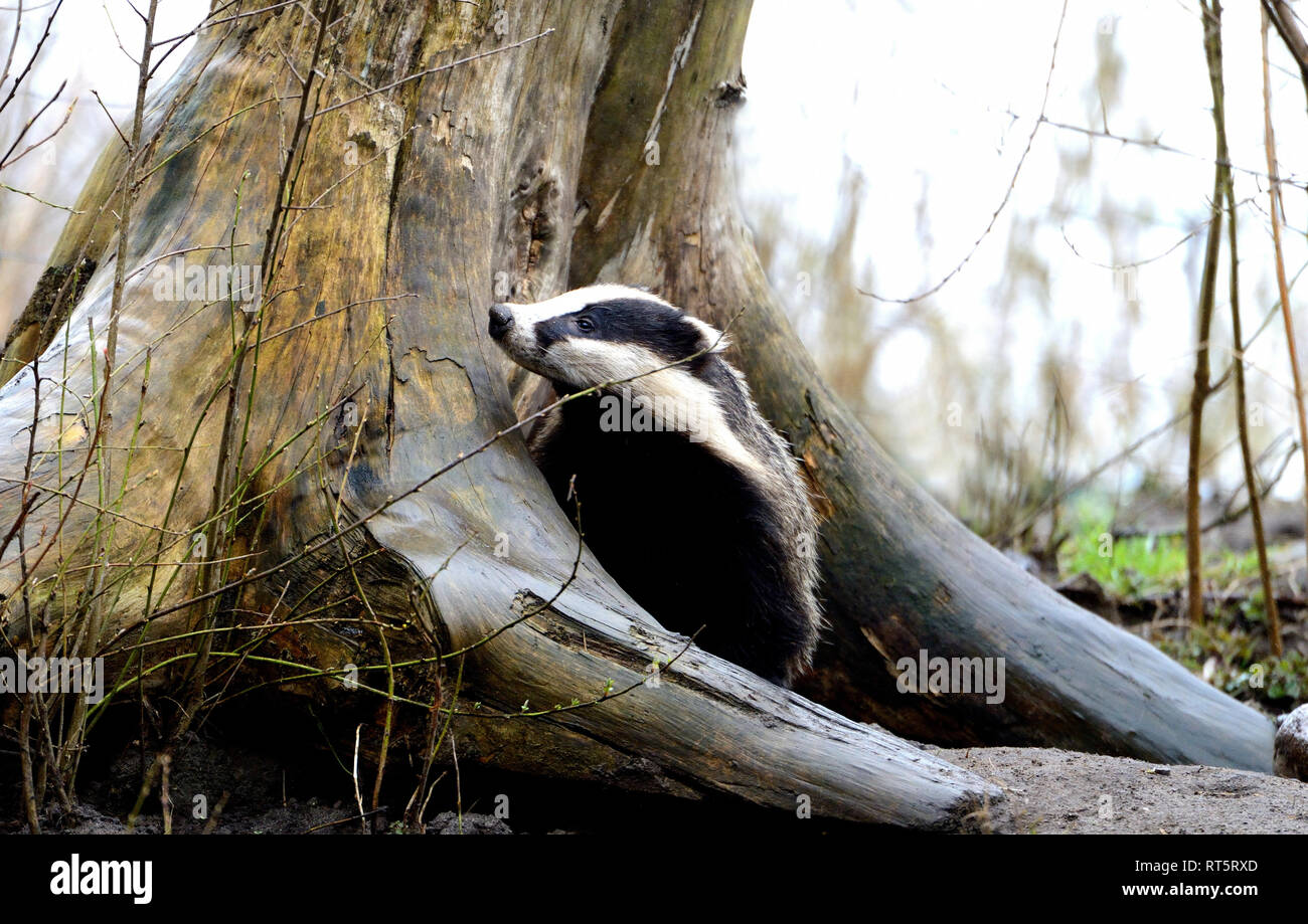 Badger, European badger, great marten, doggy, martens, marten-like ...