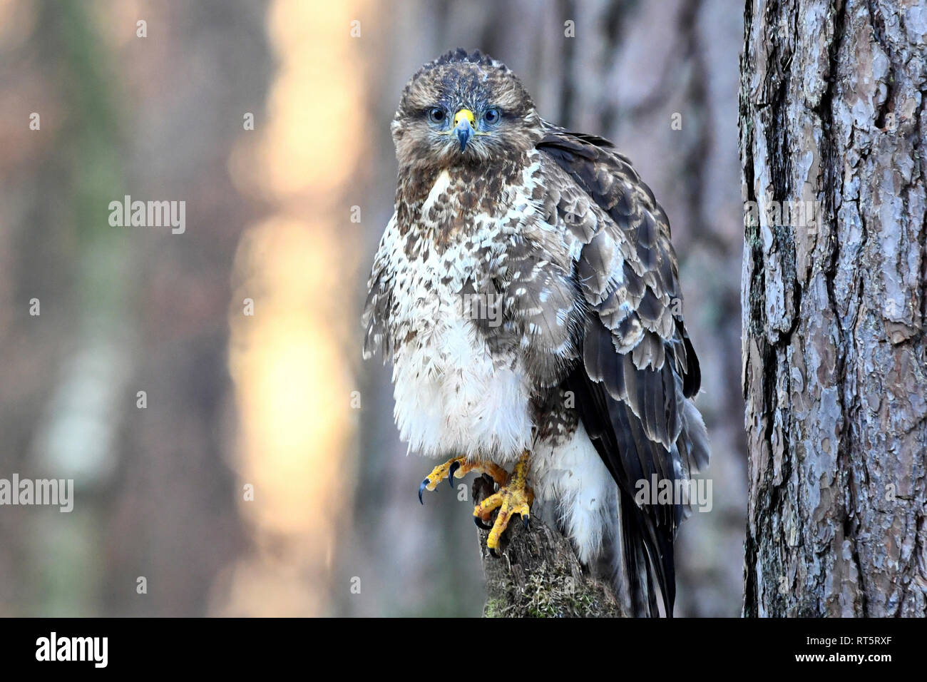 Birds wild animals hi-res stock photography and images - Alamy