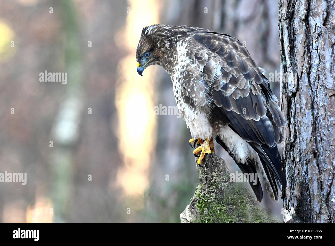 Buzzard, buzzards, Buteo buteo, local bird, pinnate robbers, griffins ...