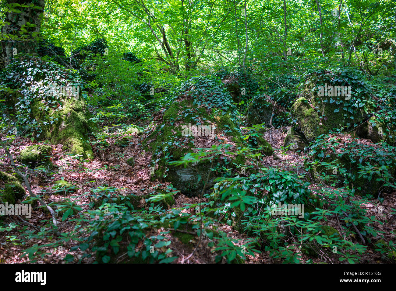 Glade in the tropical forest, covered with bumps and stones, densely ...