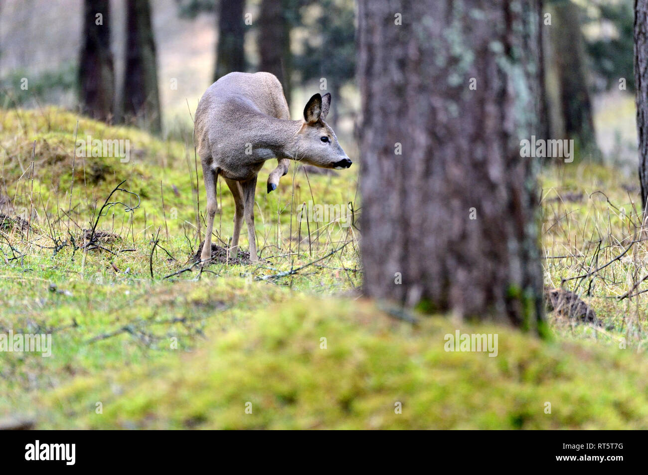 Roe deer, roe deer, forest roe deer, Capreolus capreolus, roe deer ...