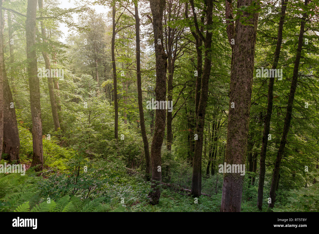 Light fog in the green forest with fern. The sun's rays make their way ...