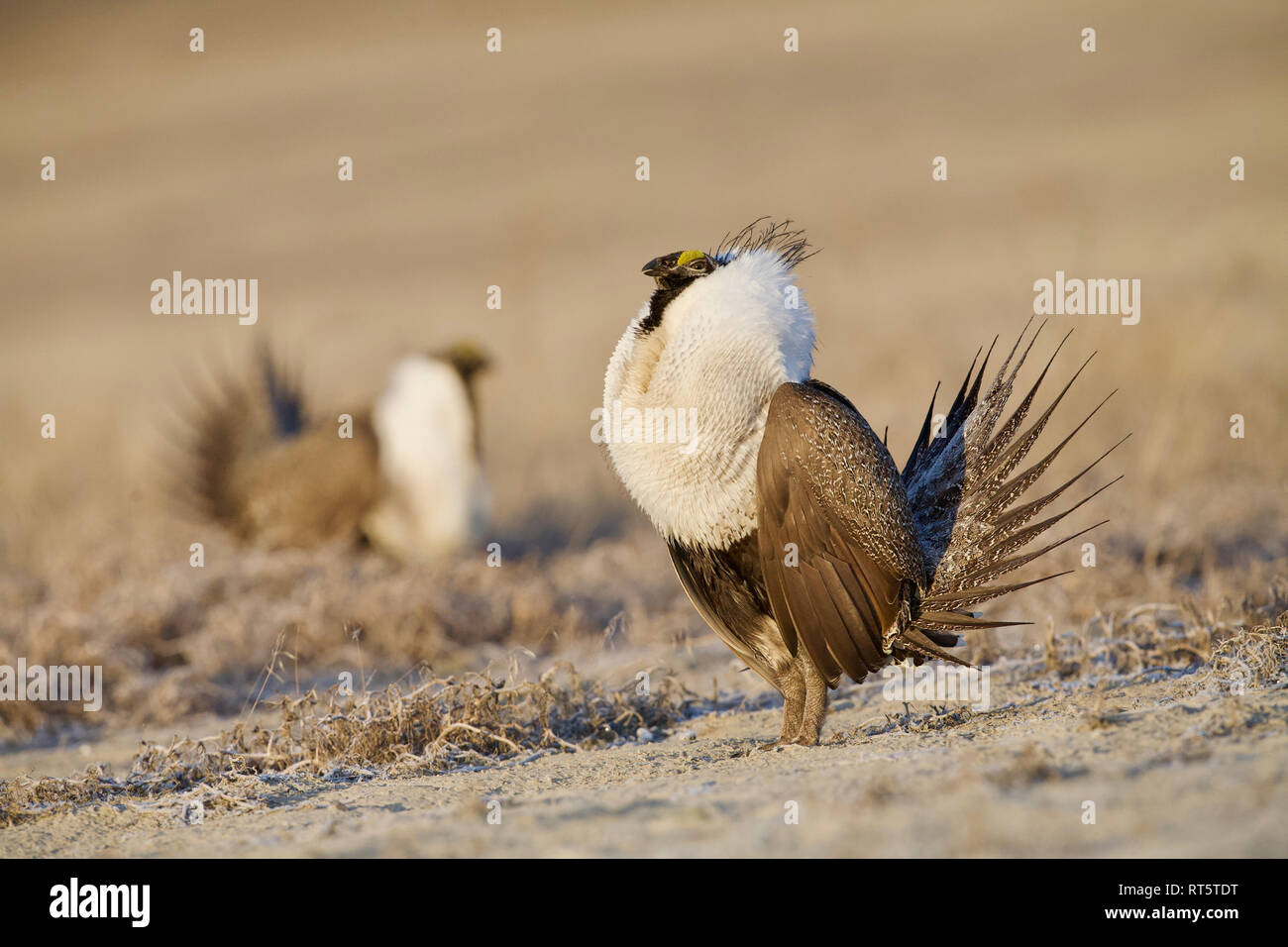 Mating display hi-res stock photography and images - Alamy