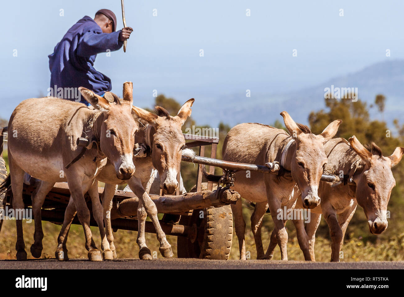 Transport transportation carriage cart donkey hi-res stock photography ...