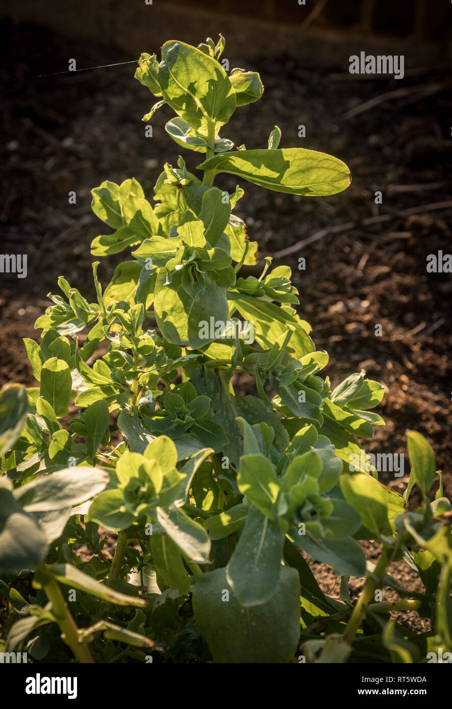 Cerinthe major 'Purpurascens' Stock Photo - Alamy