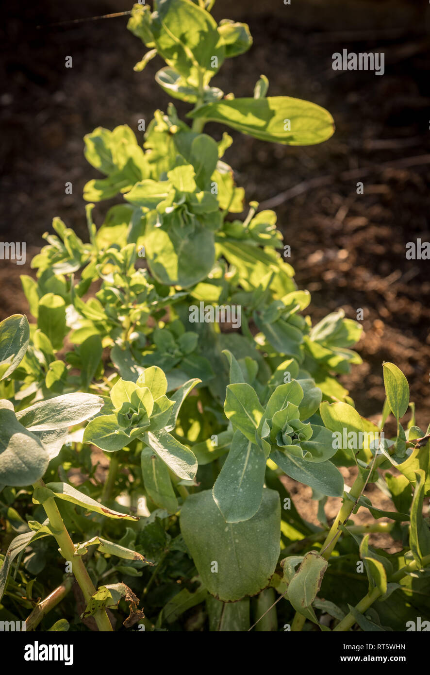 Cerinthe major 'Purpurascens' Stock Photo - Alamy