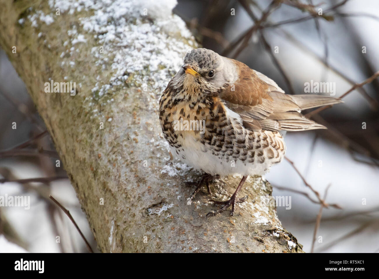 Fieldfare uk beautiful hi-res stock photography and images - Alamy