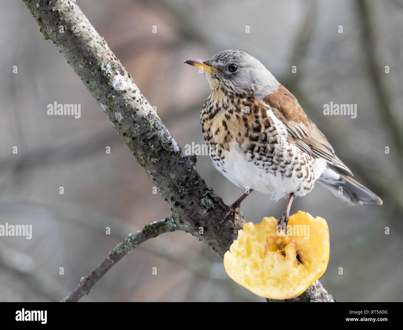 Fieldfare uk beautiful hi-res stock photography and images - Alamy
