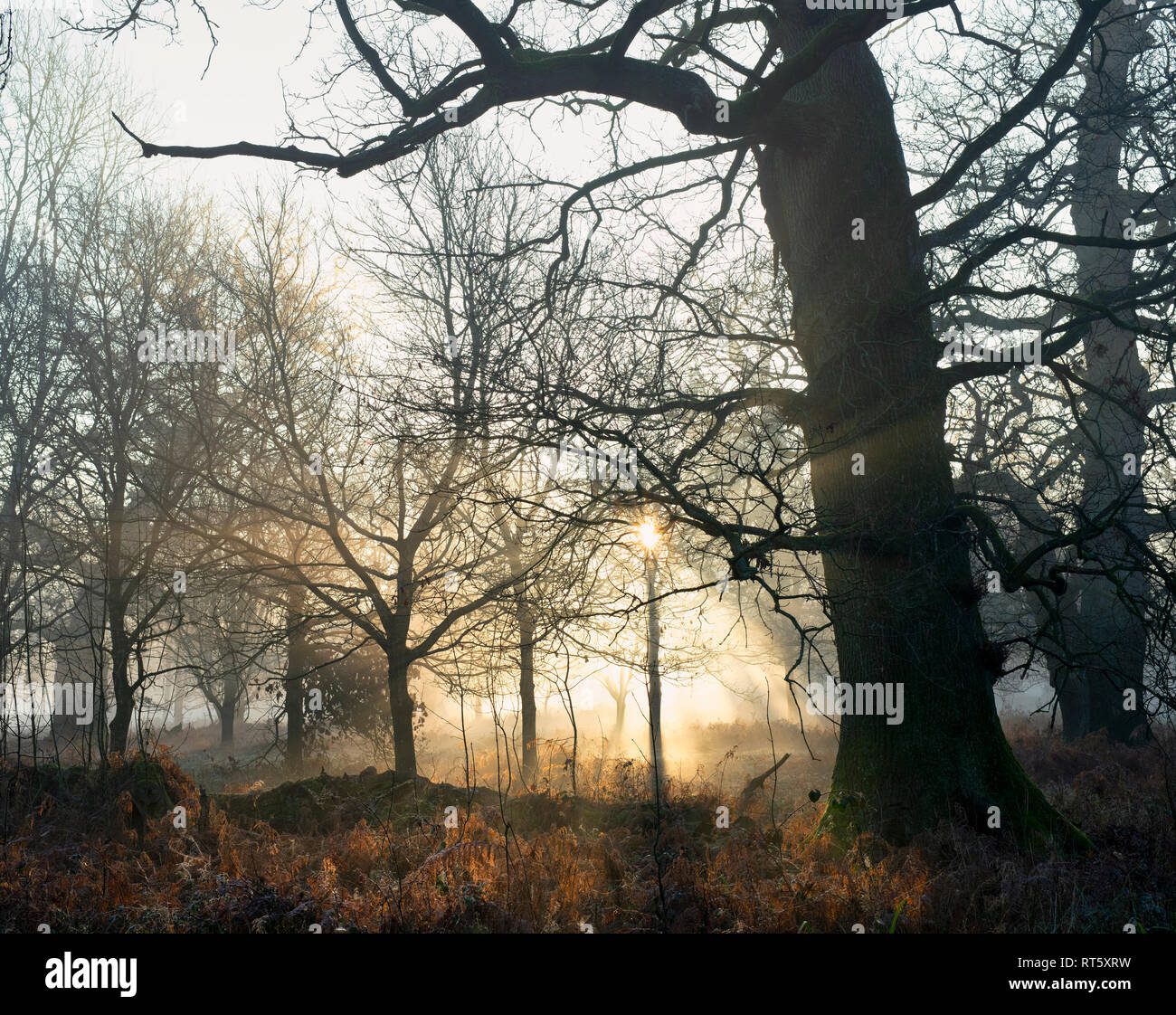 Winter oak trees and early morning fog and sunlight in Blenheim park ...
