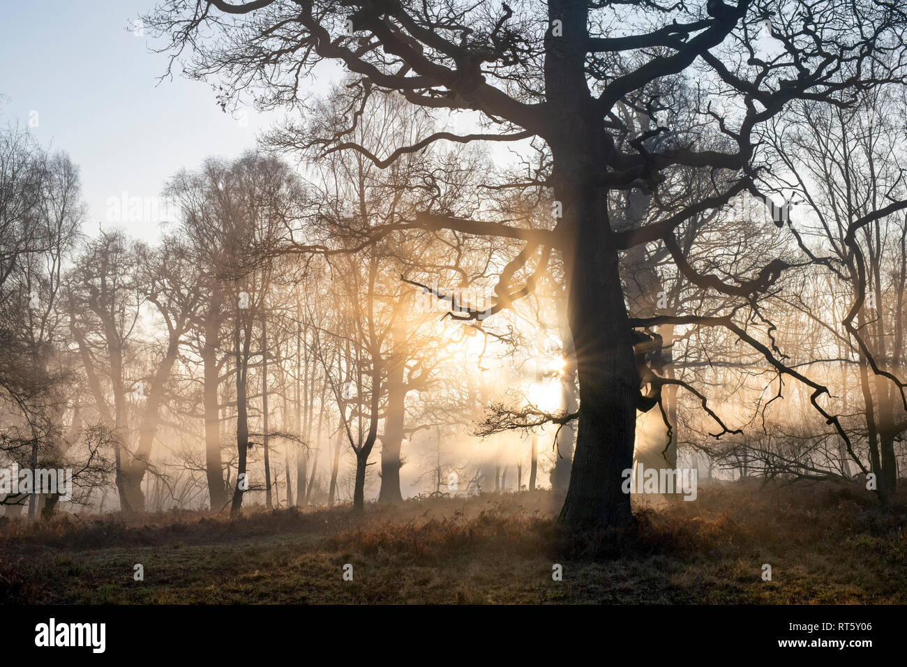 Winter oak trees and early morning fog and sunlight in Blenheim park ...