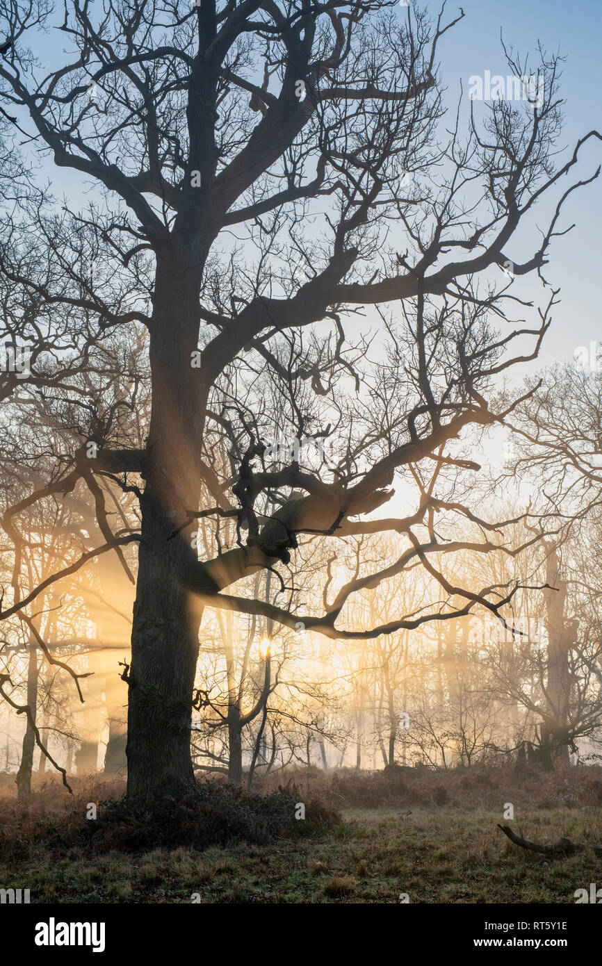Winter oak trees and early morning fog and sunlight in Blenheim park ...