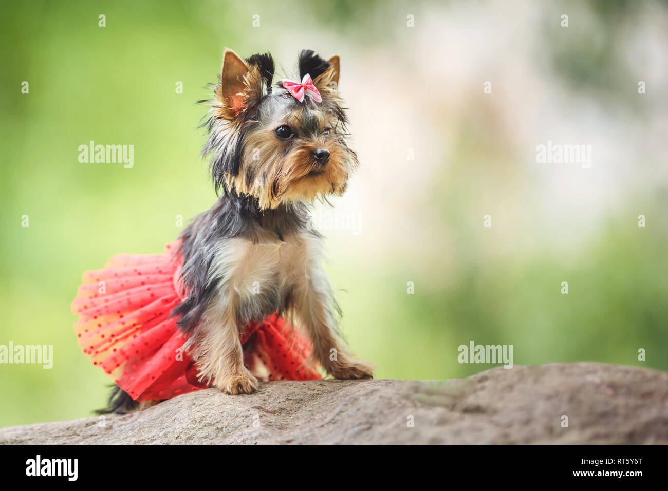 How Often Does A Yorkie Go In Heat