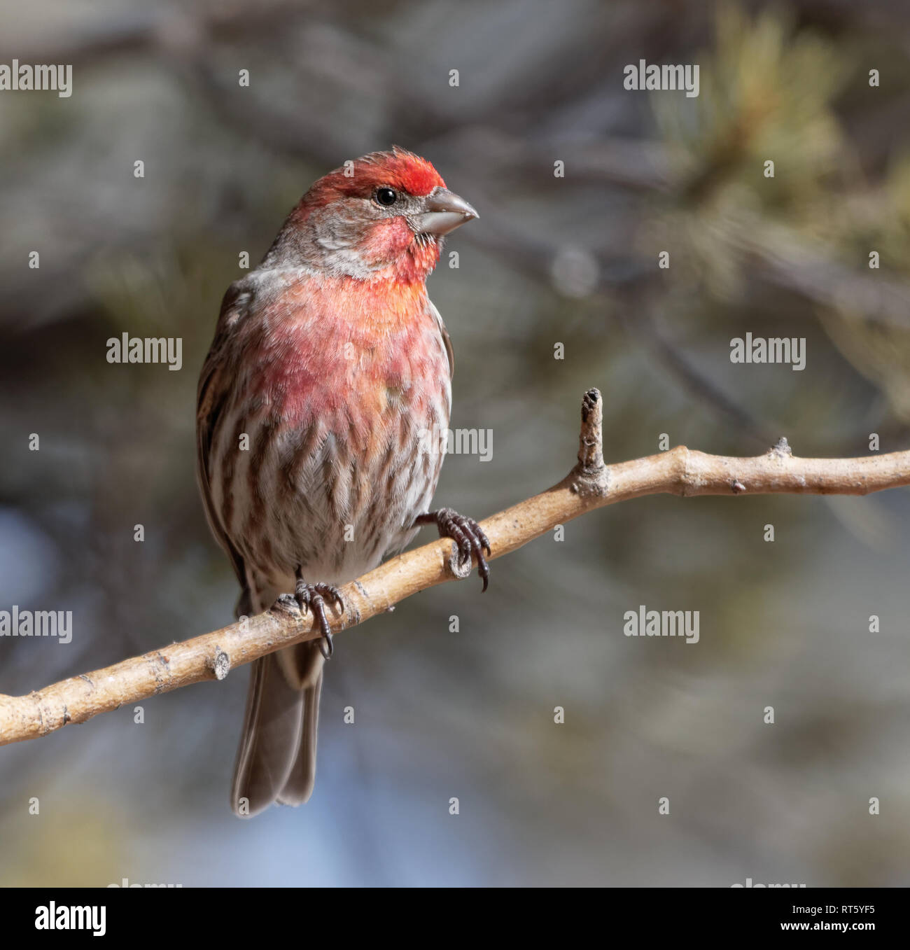 Red finch hi-res stock photography and images - Alamy