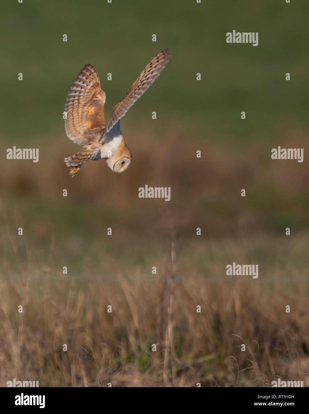 Barn Owl-Tyto alba dives to catch prey. Winter. Uk Stock Photo - Alamy