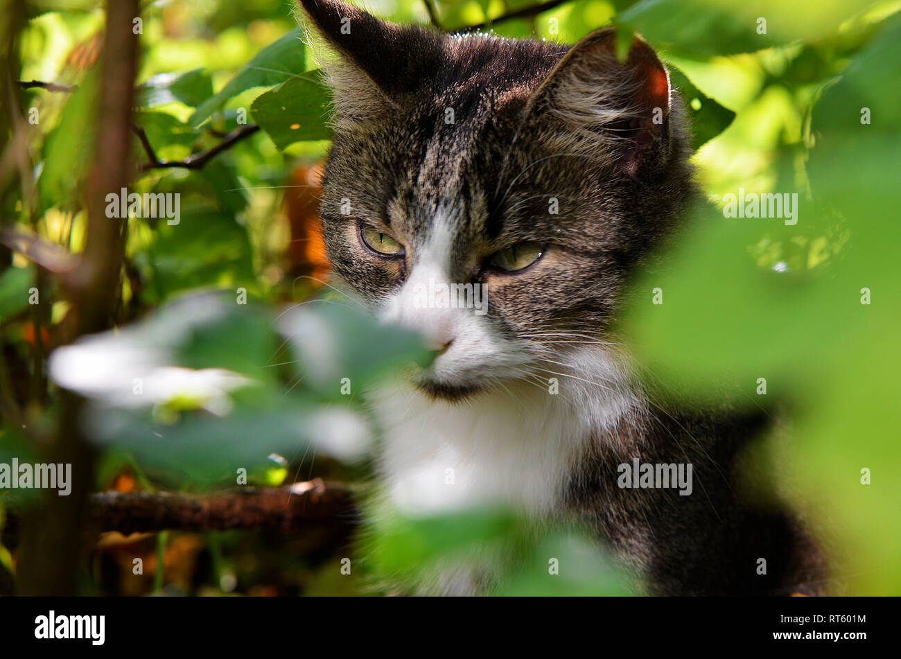 Domestic Cat Stalking Prey High Resolution Stock Photography and Images ...
