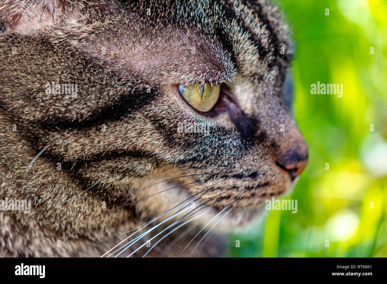 Lateral profile from the head of a cat Stock Photo - Alamy