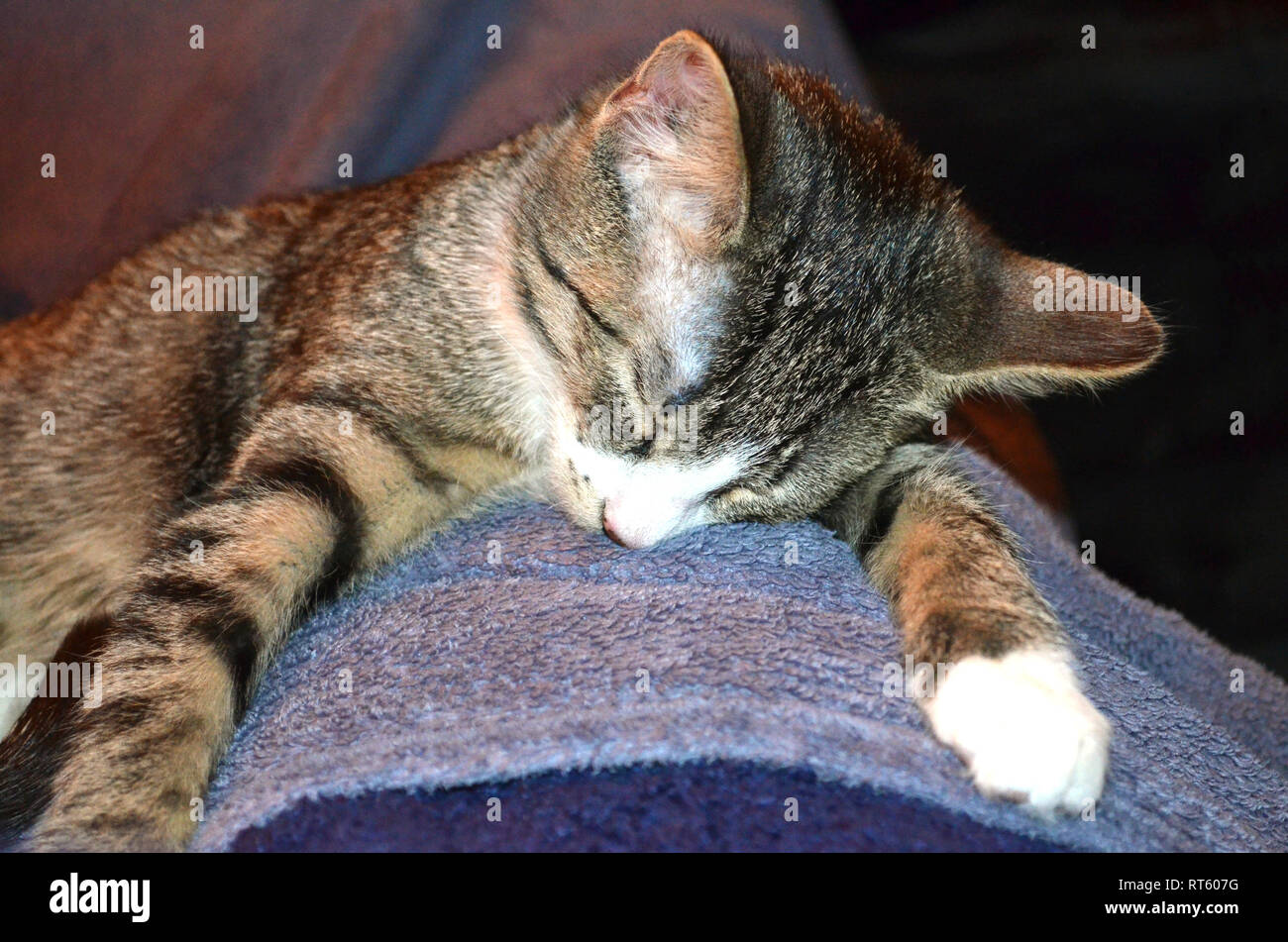 Cute exhausted young cat sleeping on a blue cuddly blanket Stock Photo ...