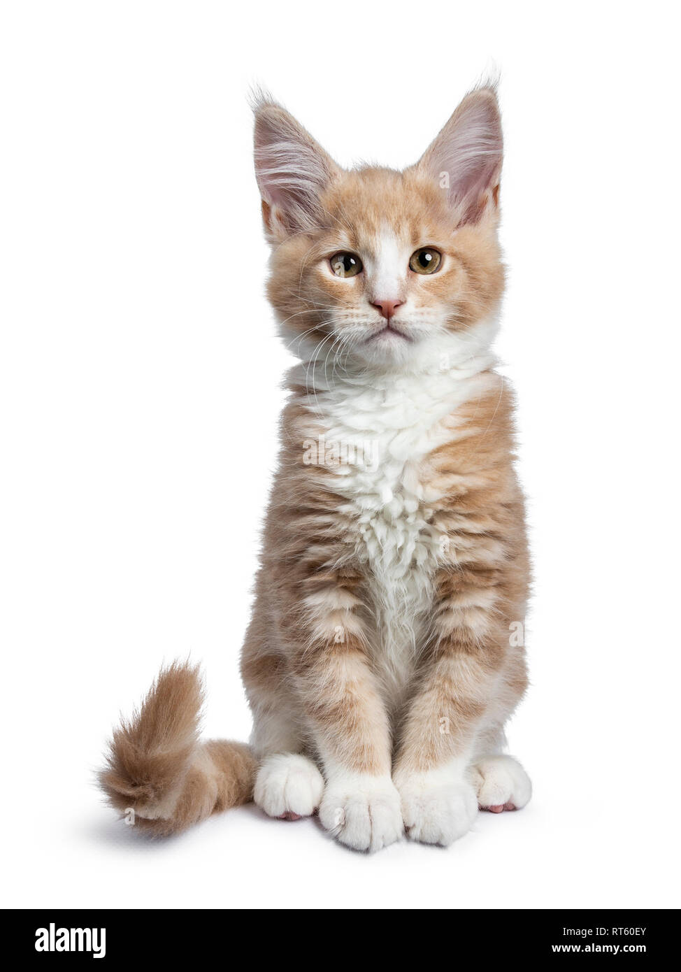 Bold cute creme with white Maine Coon cat kitten sitting straight up ...