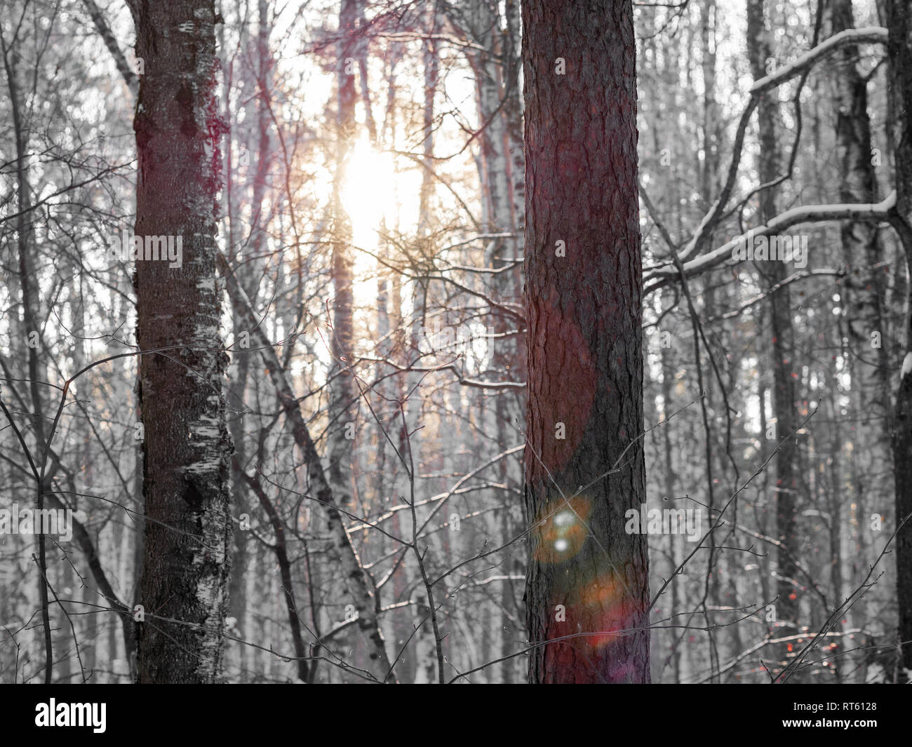Pines birches sun in hi-res stock photography and images - Alamy