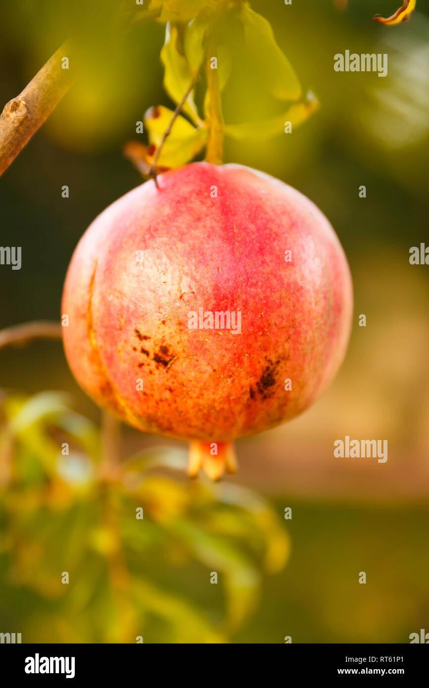 Organic pomegranate hanging on tree hi-res stock photography and images ...