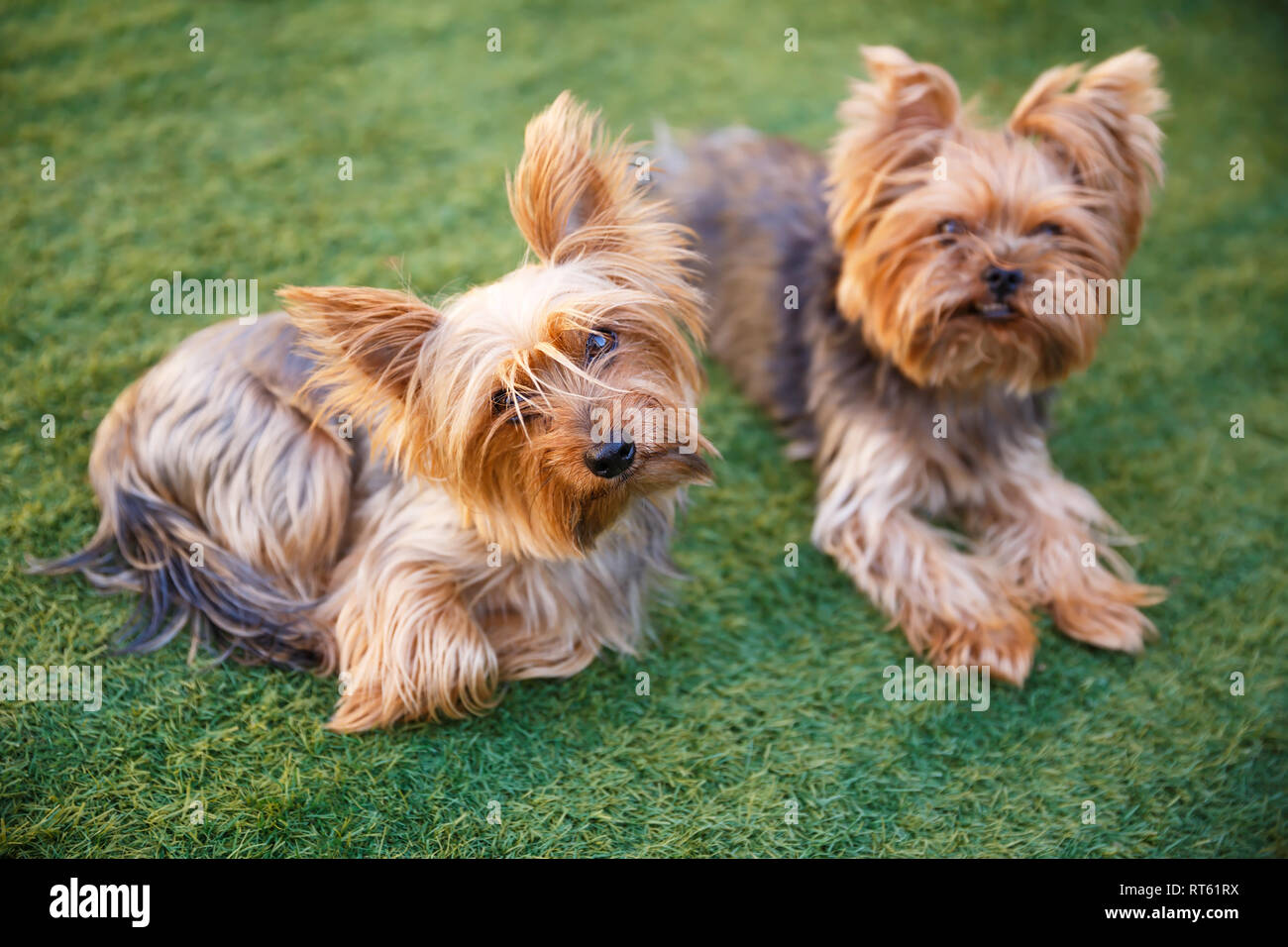 Yorkshire terriers hi-res stock photography and images - Alamy