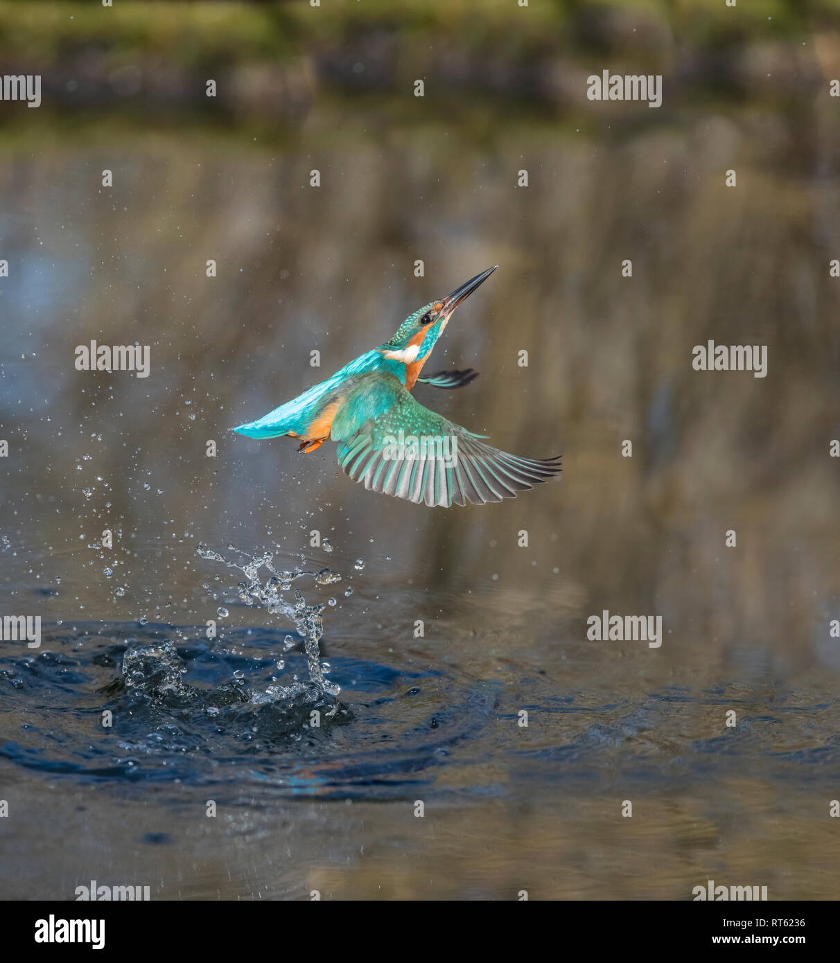 Eisvogel, Alcedo atthis, European Common Kingfisher Stock Photo - Alamy