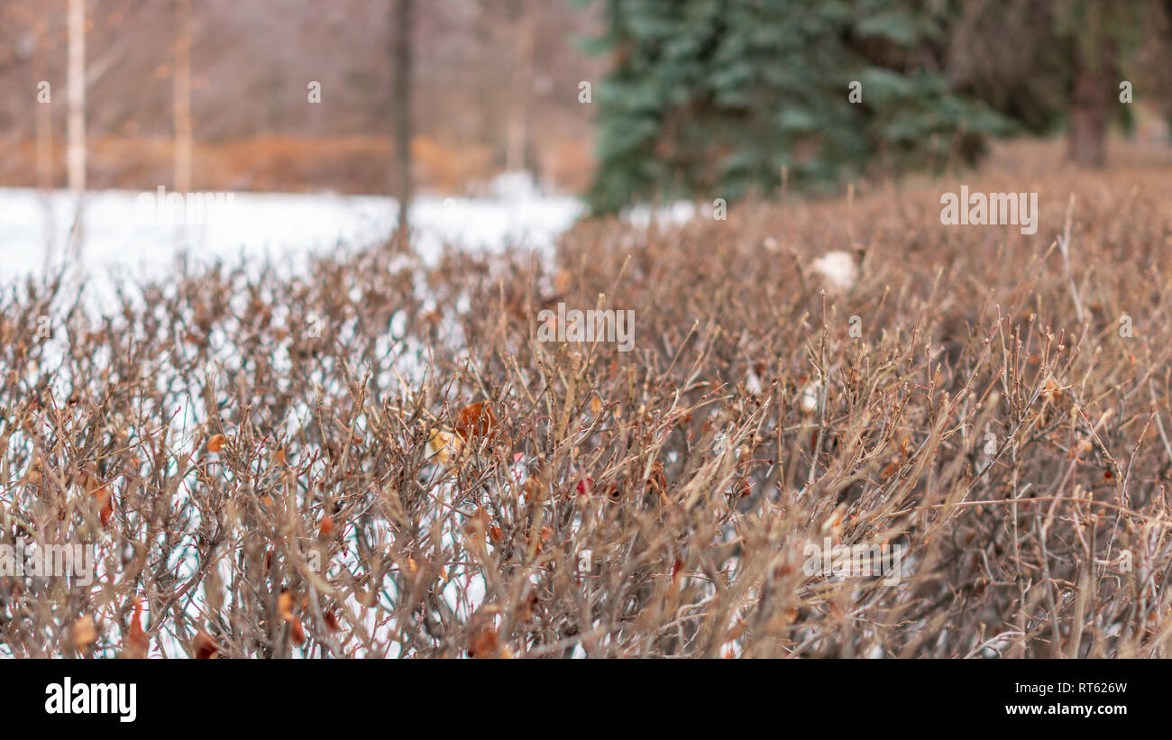 Prickly branches of bushes without leaves in Winter Park Stock Photo ...