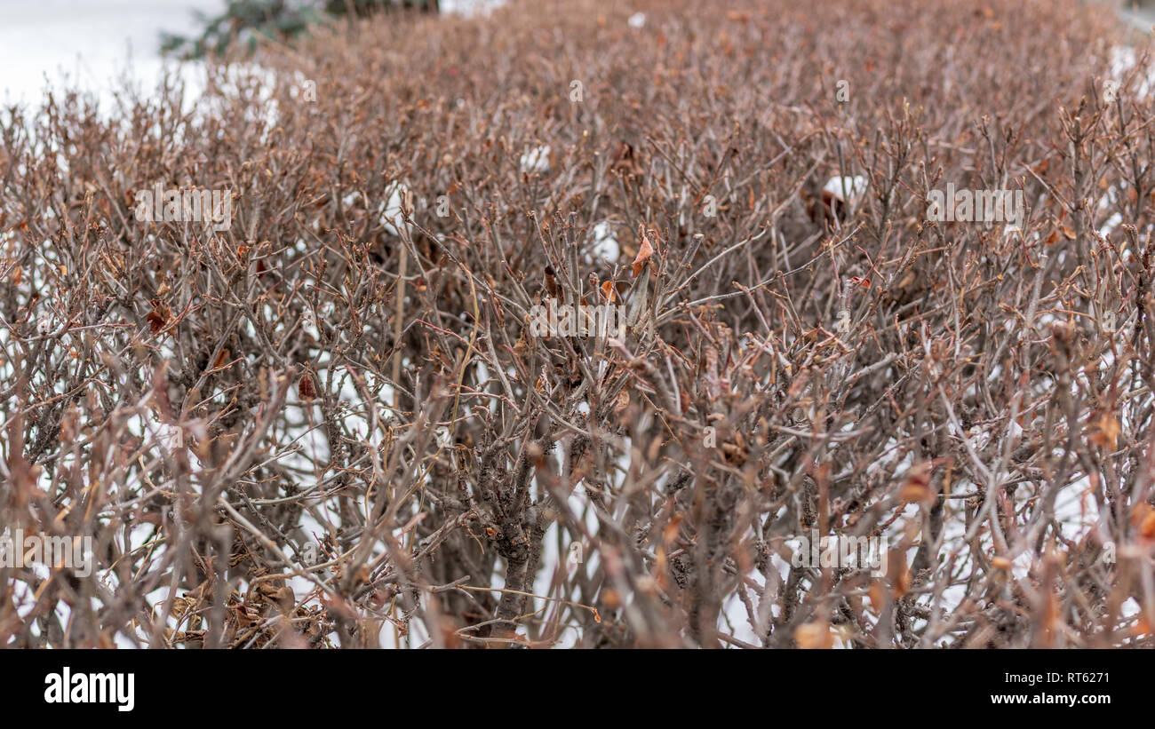 Prickly branches of bushes without leaves in Winter Park Stock Photo ...