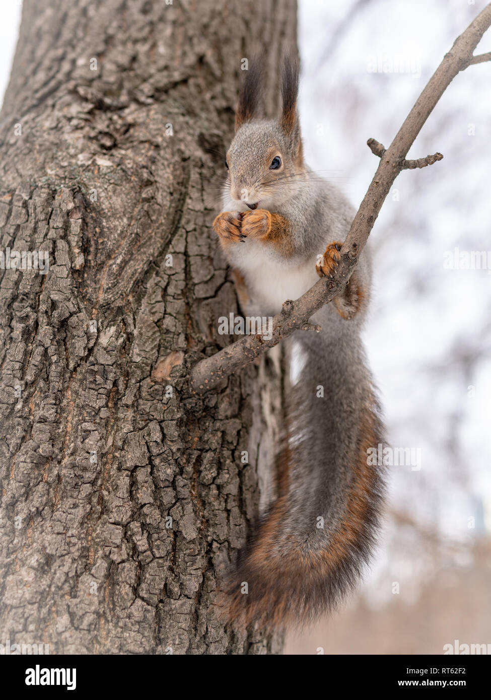 Squirrel Big Nuts Support