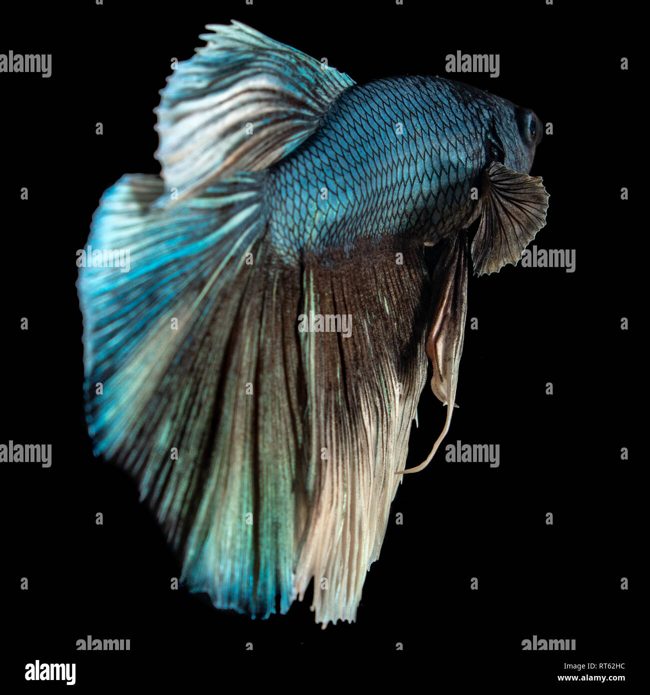 Red and blue betta fish hi-res stock photography and images - Alamy