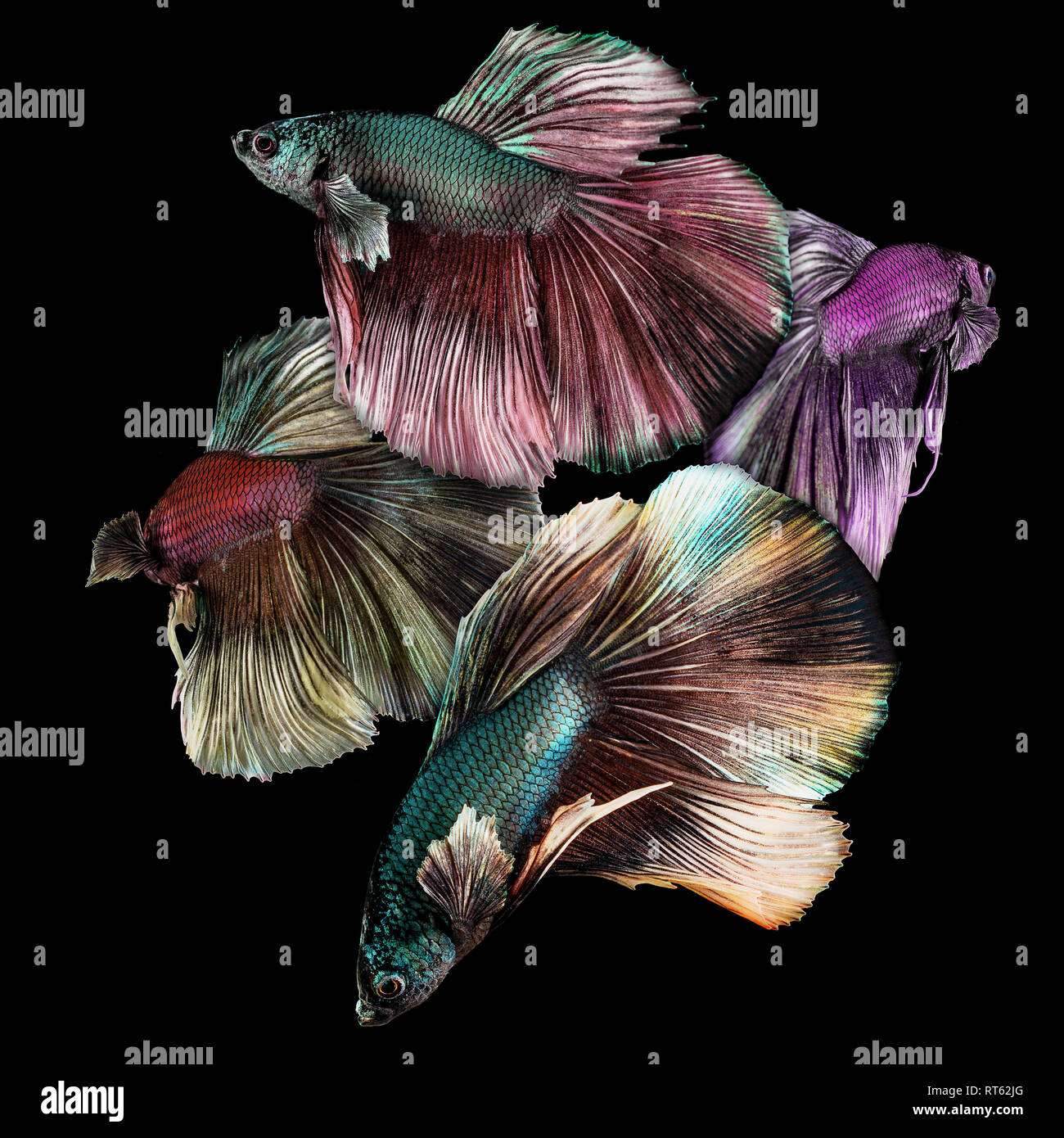 Betta fighting fish hi-res stock photography and images - Alamy