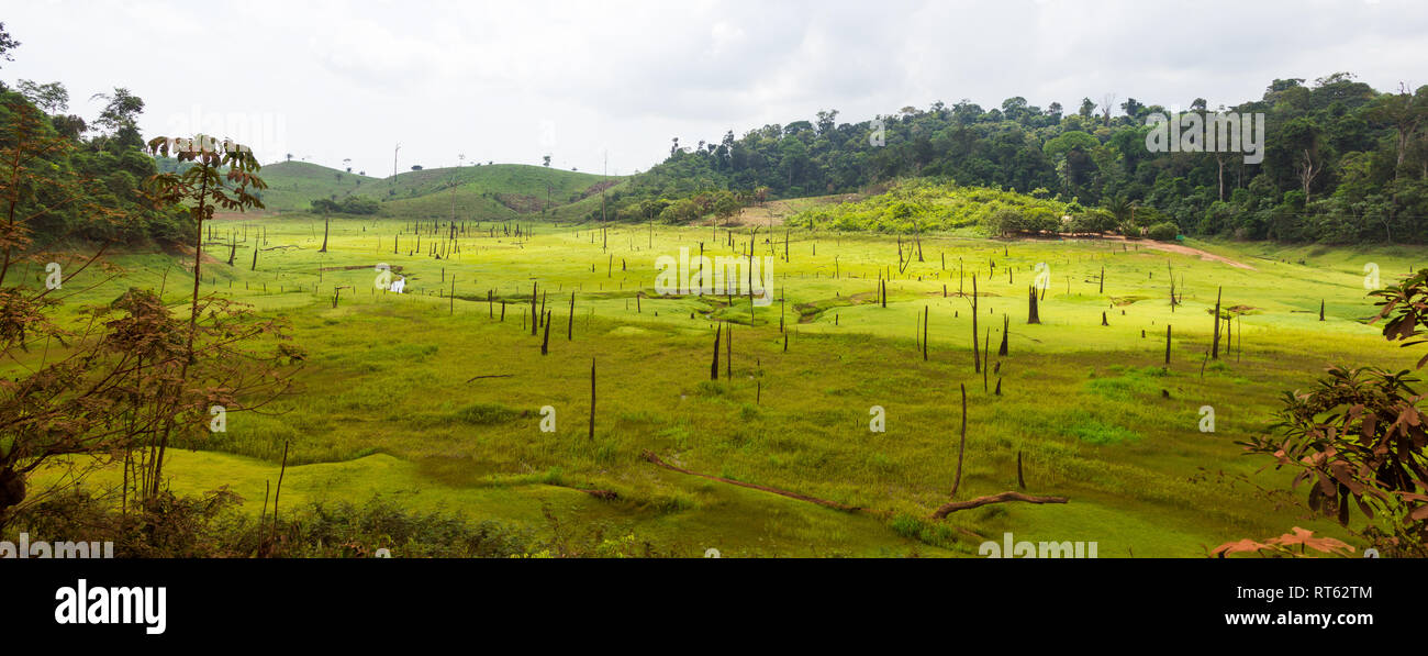 Destroyed tropical rainforest in Amazon, Brazil Stock Photo - Alamy