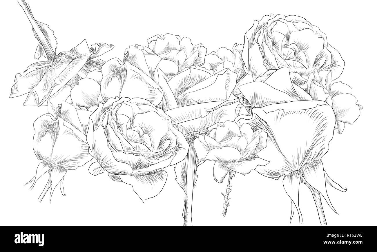Coloring page rose flower hi-res stock photography and images - Alamy