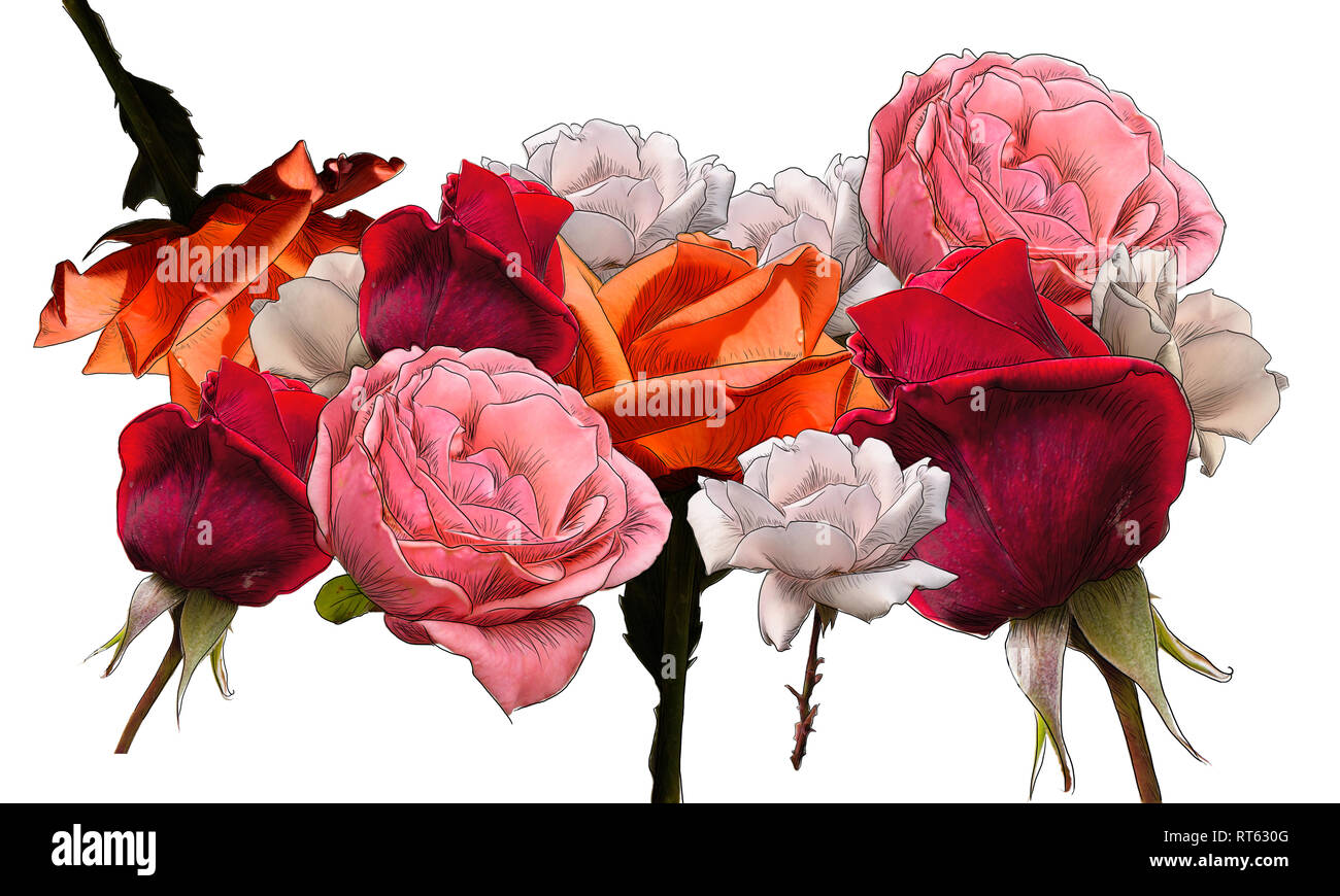 Collage of red roses with line art by jziprian Stock Photo - Alamy